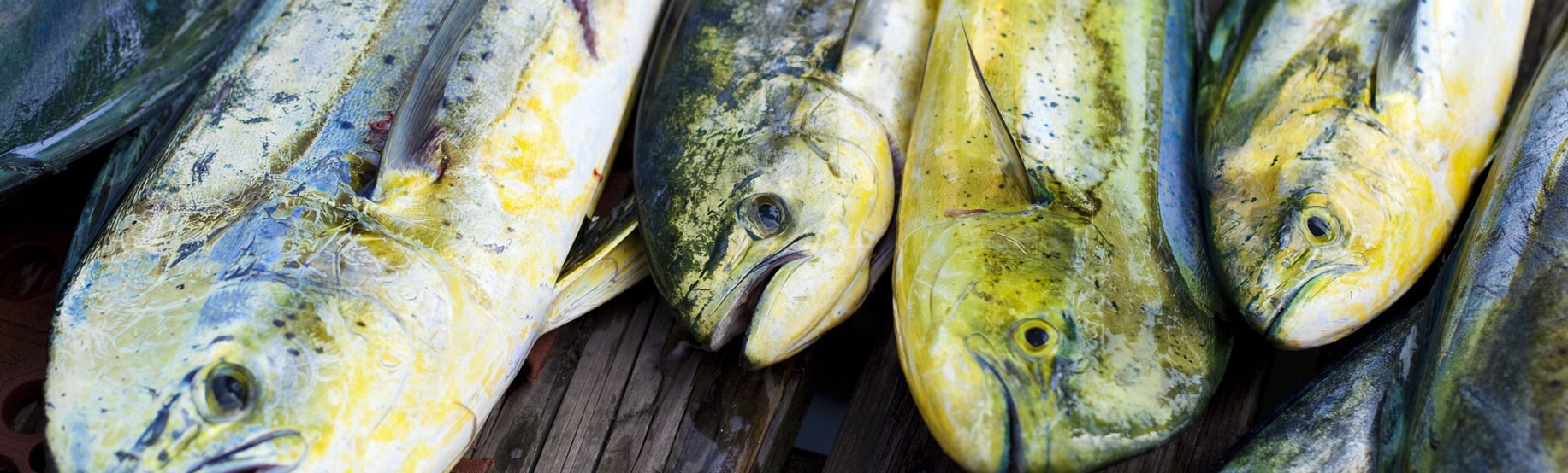 Nags Head Fishing Including Kill Devil Hills Fishing & Kitty Hawk Fishing